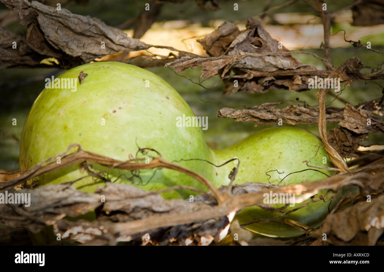 Gord instruments hi-res stock photography and images - Alamy