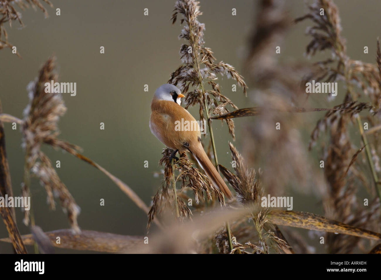 Bartmeise Panurus biarmicus Timaliidae male Stock Photo - Alamy
