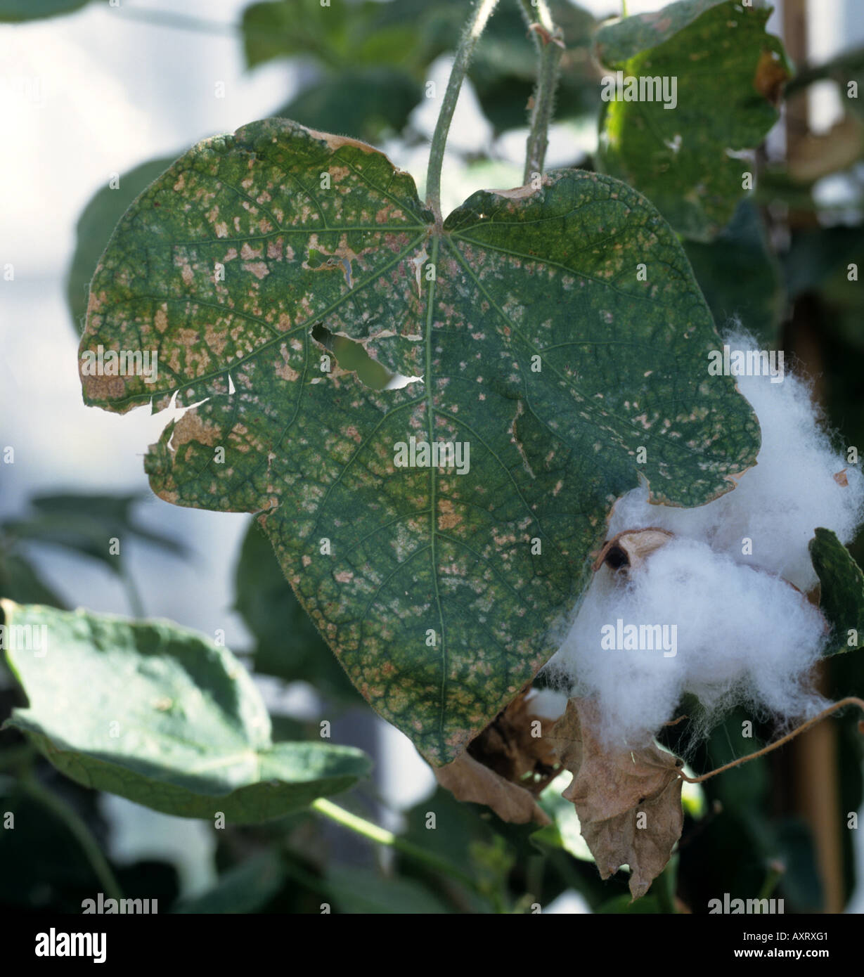 Western flower thrips Frankliniella occidentalis damage to a cotton ...