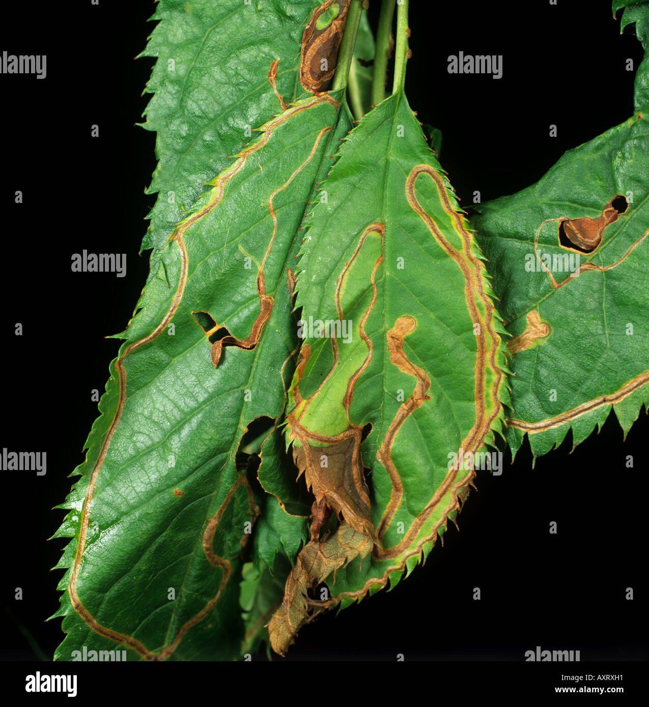 Cherry leaf miner hi-res stock photography and images - Alamy