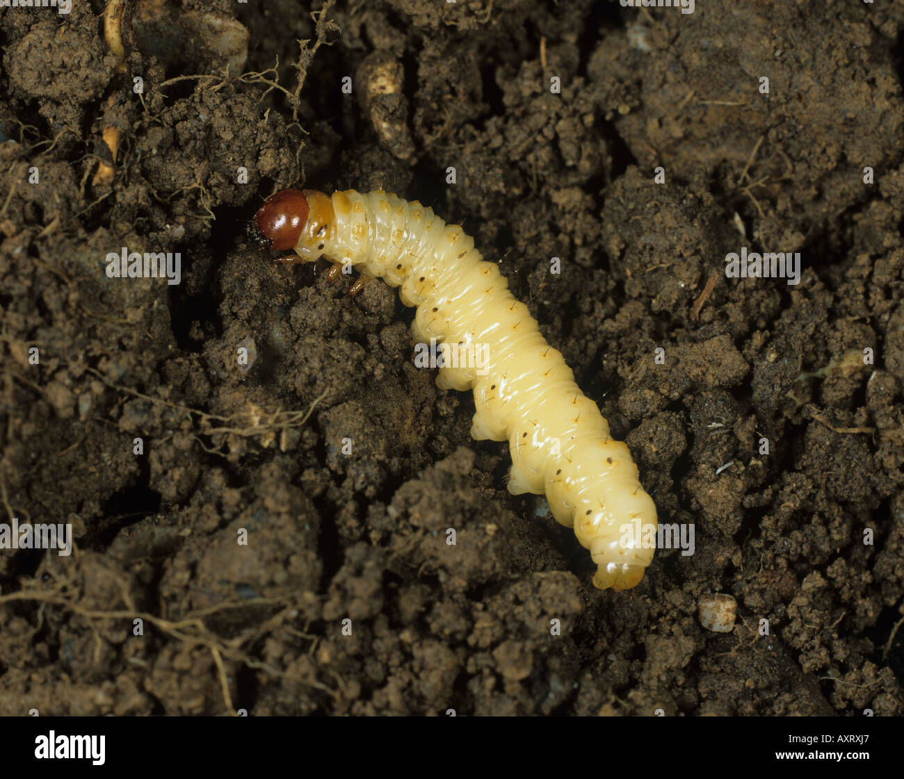 Ghost swift moth Hepialus humuli caterpillar in soil Stock Photo - Alamy