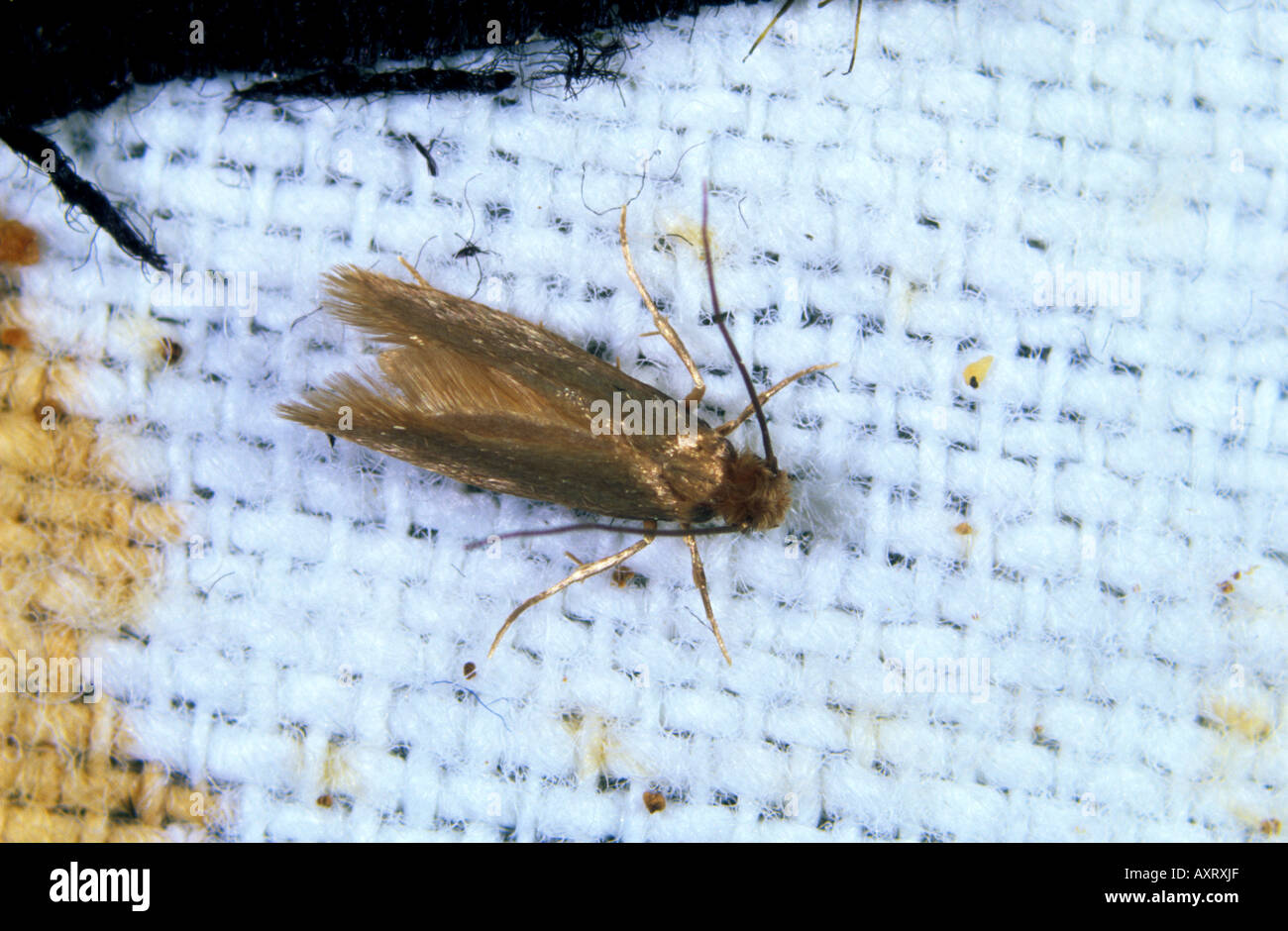 Clothes moth Tineola biselliella adult moth on fabric Stock Photo - Alamy