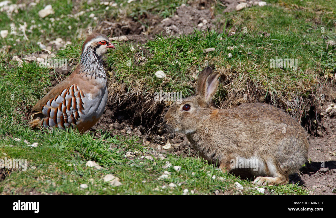 Red-legged Partridge Alectoris rufa face to face with Rabbit Therfield ...