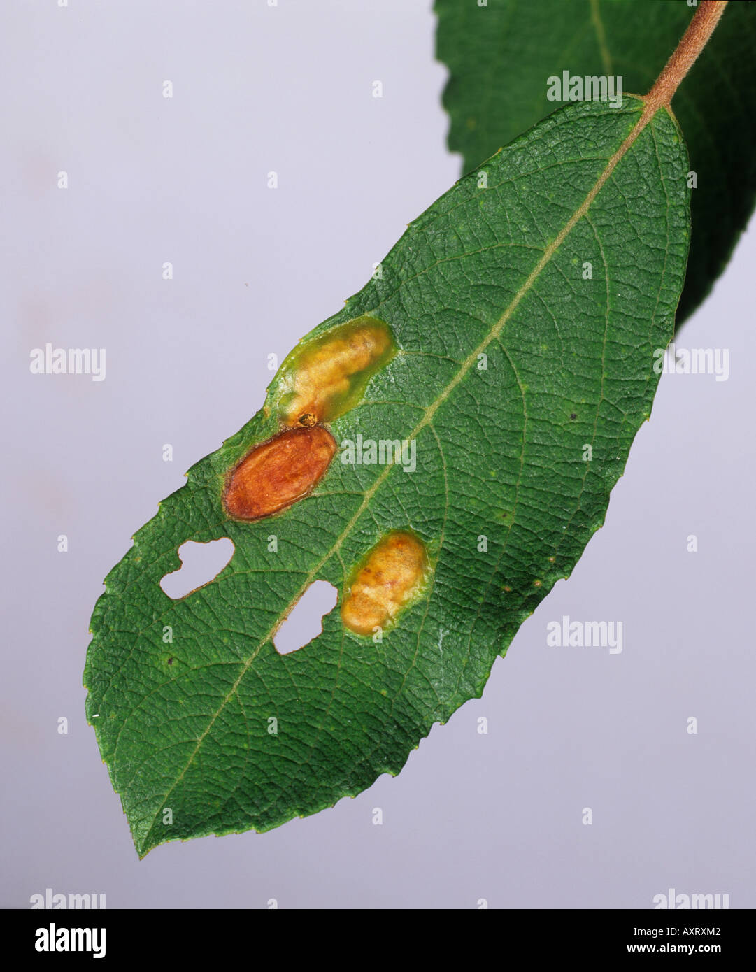 Leaf galls on willow tree hi-res stock photography and images - Alamy