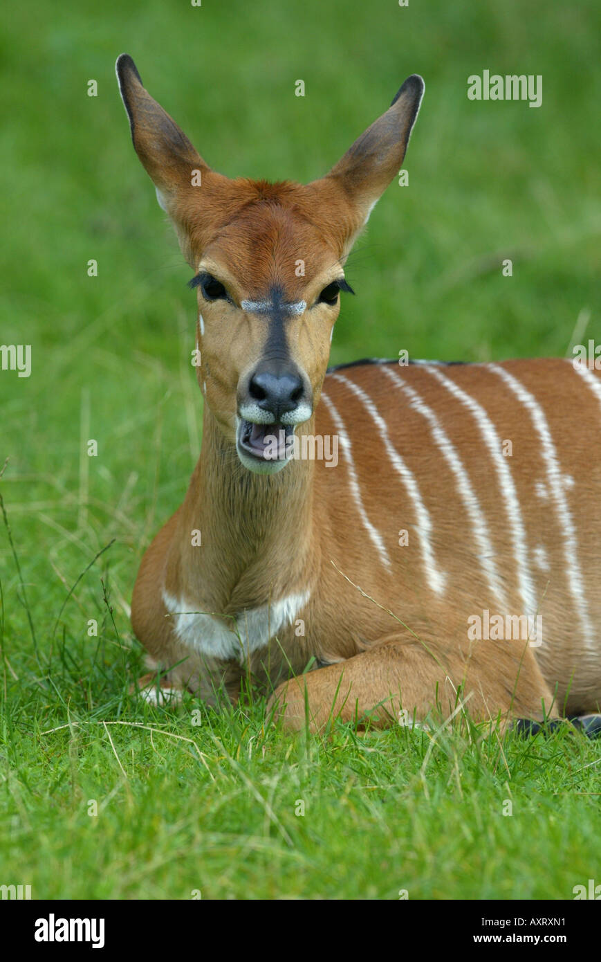female Nyala - Tragelaphus angasi Stock Photo - Alamy