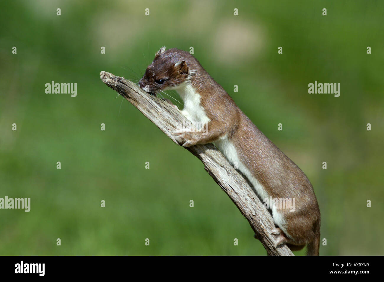 Stoat or short-tailed weasel or wild otter - Mustela erminea Stock ...
