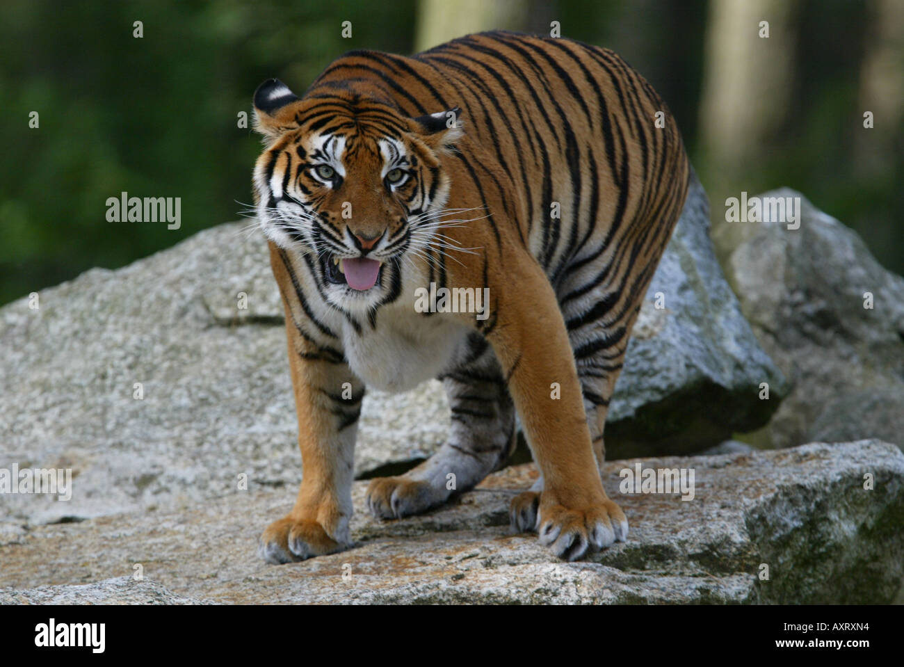 Tiger standing on rock - Panthera tigris Stock Photo - Alamy