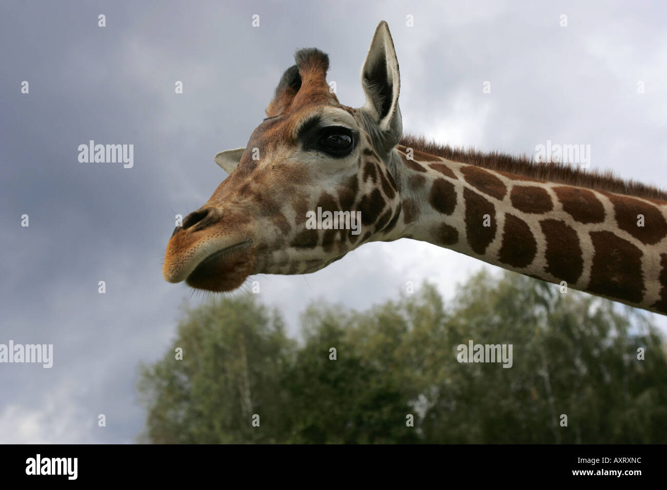 Giraffe s head from unusual perspective Stock Photo - Alamy