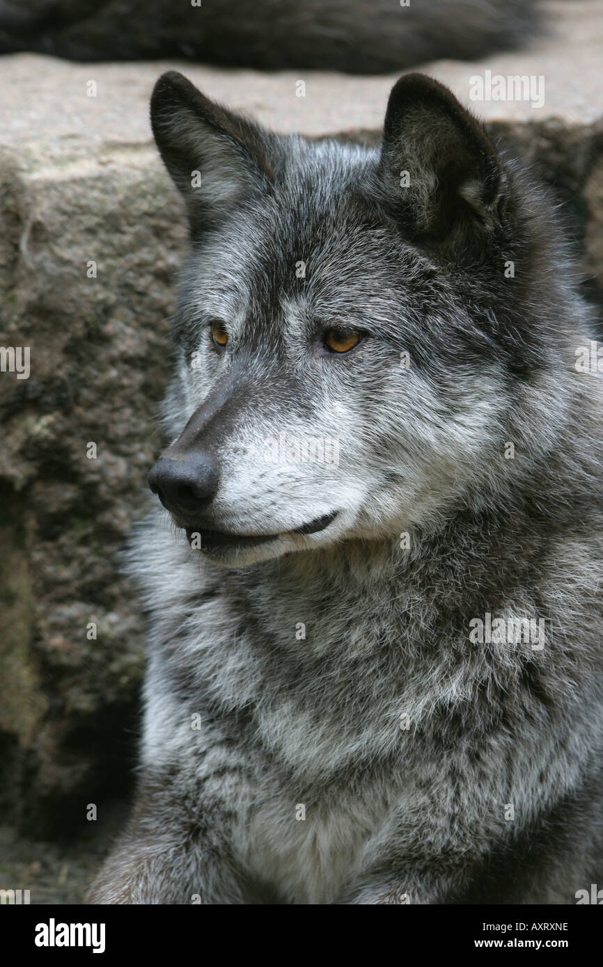 Canis nubilus hi-res stock photography and images - Alamy