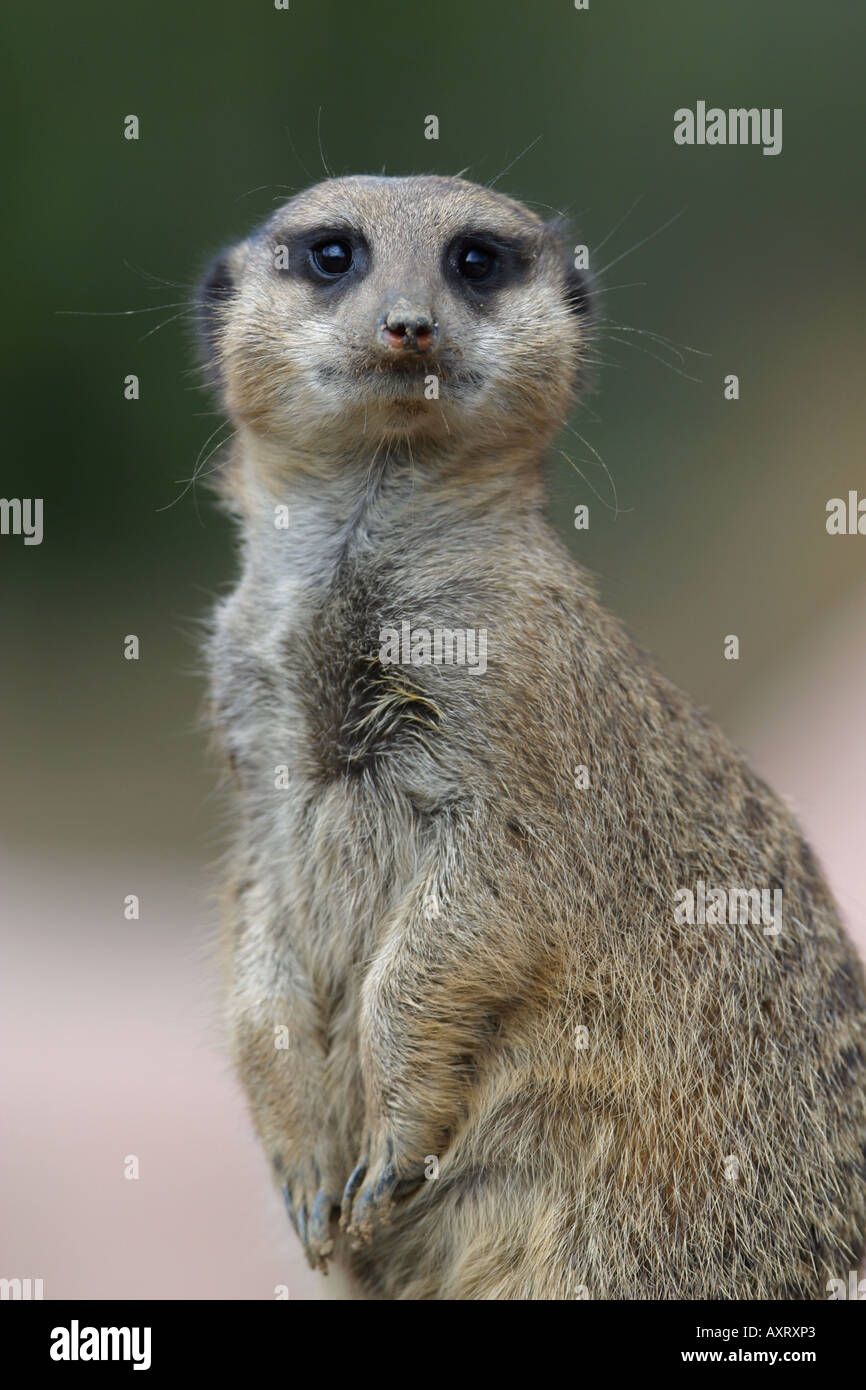 Earth male Merkat looking for enemies - Suricata suricatta Stock Photo ...
