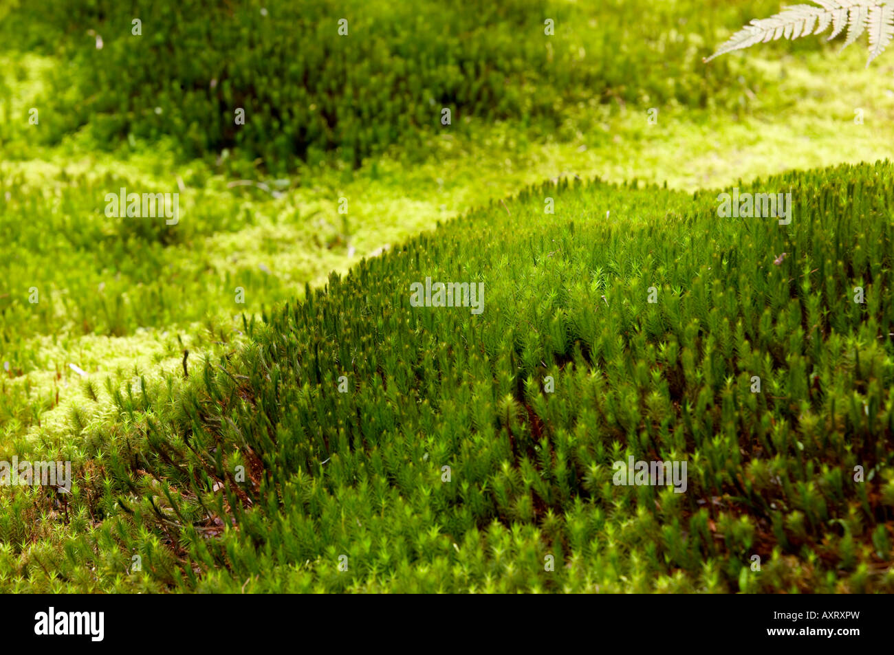 Moss garden at Gioji temple, Kyoto, Japan, Spring Stock Photo - Alamy