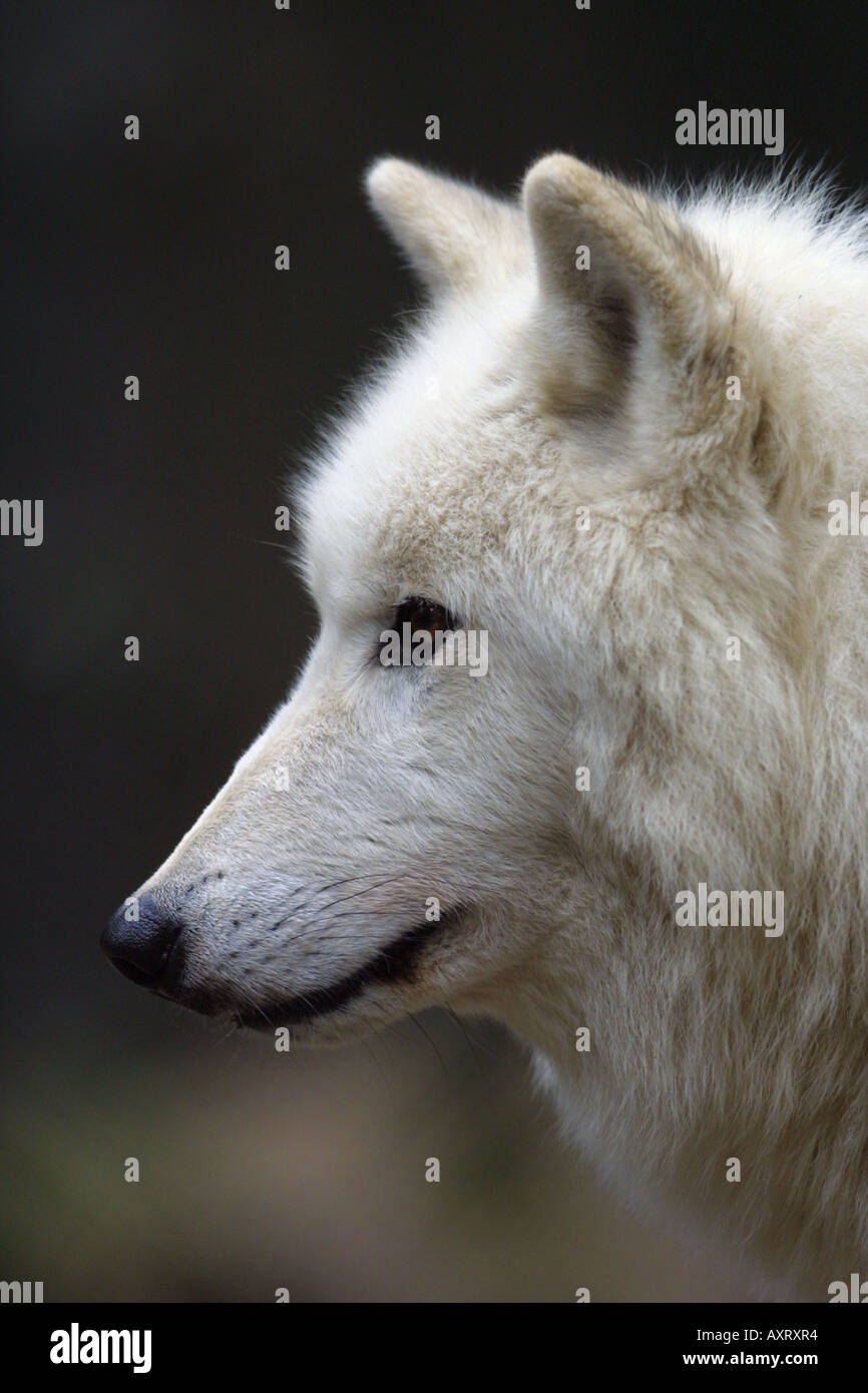 Polar wolf portrait - Canis lupus tundrorum Stock Photo - Alamy