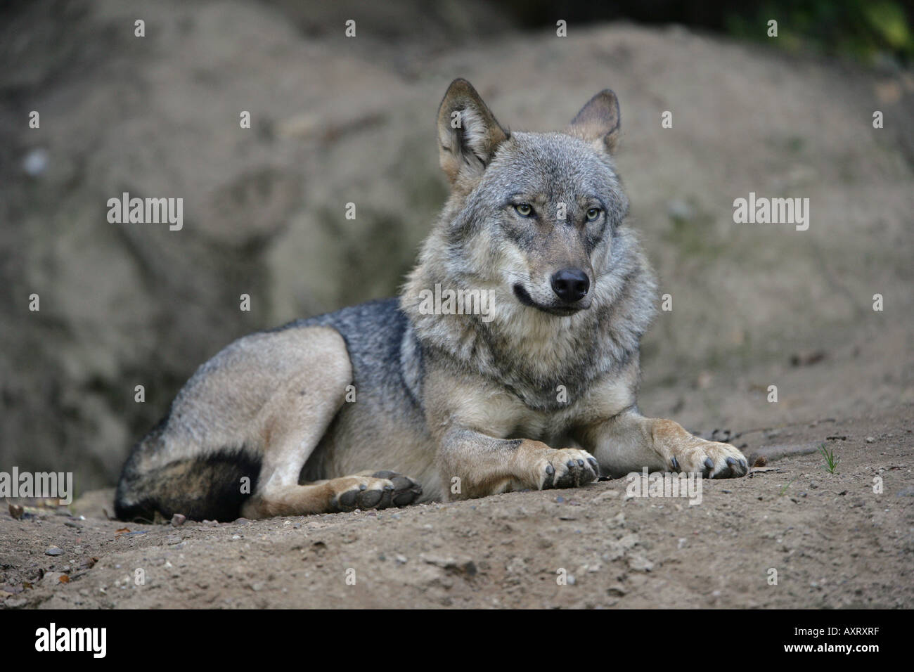 european Wolf - canis lupus lupus Stock Photo - Alamy