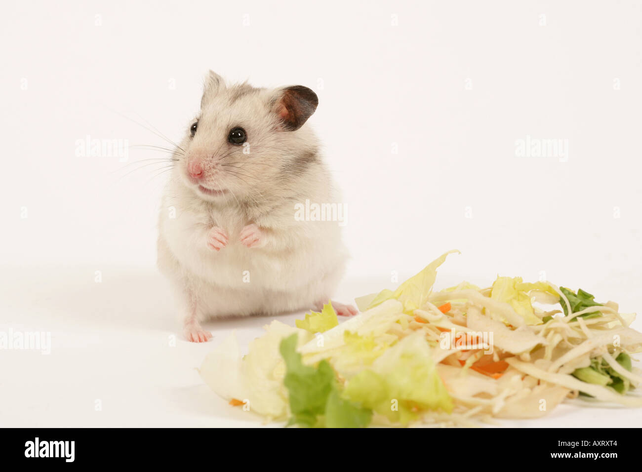 Hamster on white with food Stock Photo - Alamy