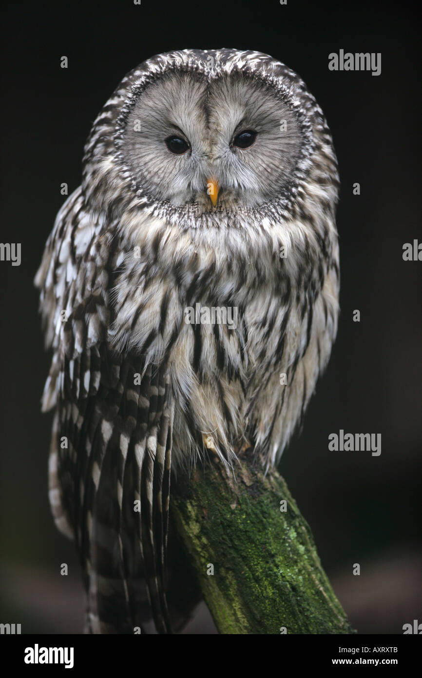 Ural owl - Strix uralensis Stock Photo - Alamy