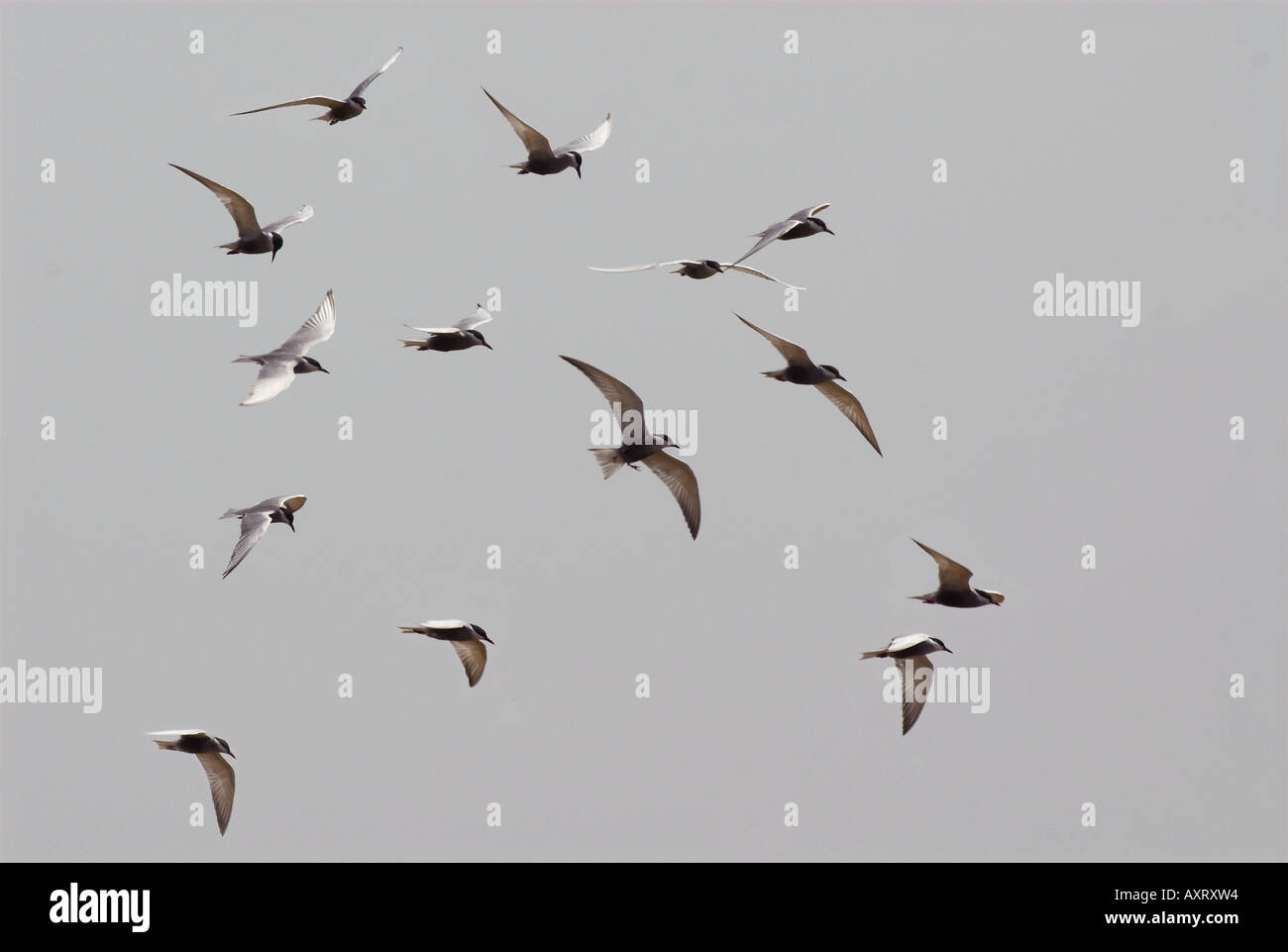 Common Terns Sterna hirundo group in flight flying against blue sky ...