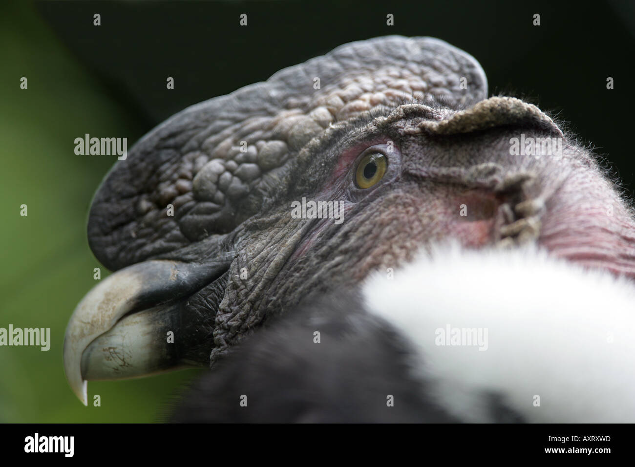 Andenkondor hi-res stock photography and images - Alamy