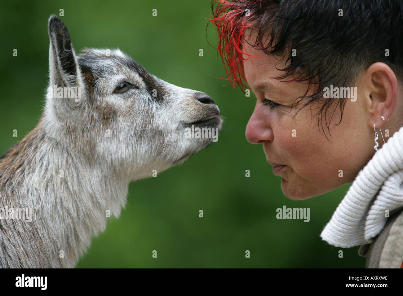 Goat meets woman Stock Photo - Alamy