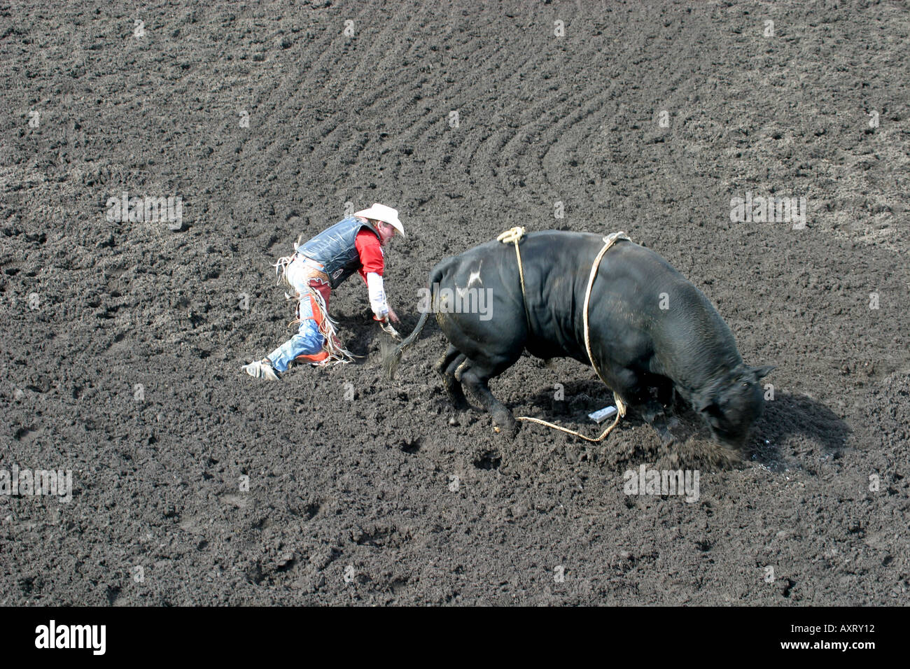 BULL RIDING. Cowboys pitting their skills against rough and vicious ...