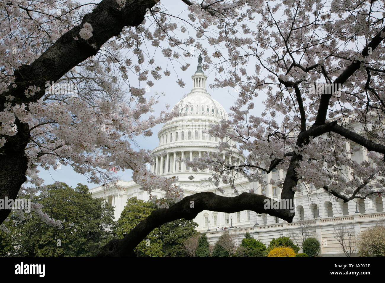 Capitol building cherry blossom hi-res stock photography and images - Alamy