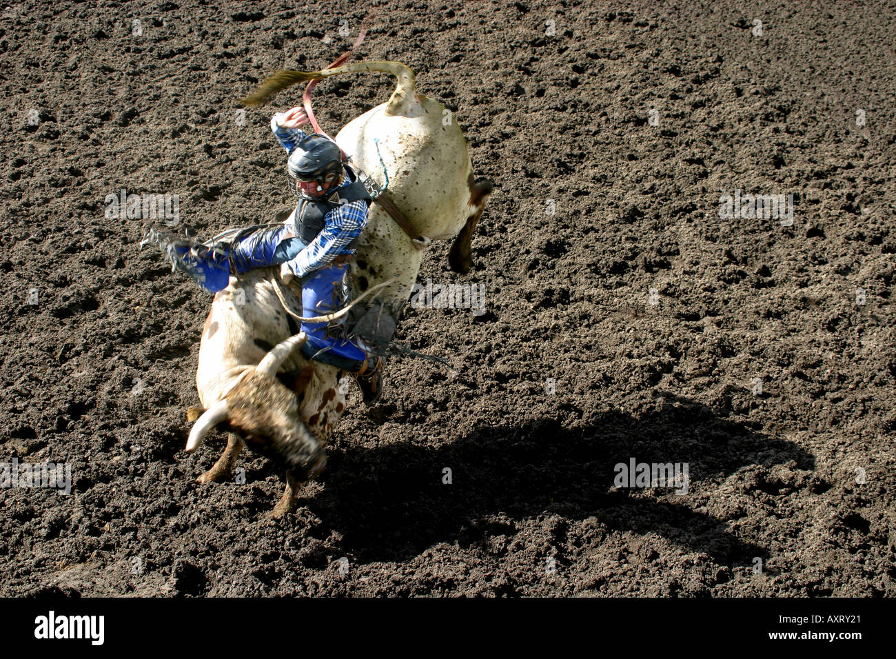 BULL RIDING. Cowboys pitting their skills against rough and vicious ...