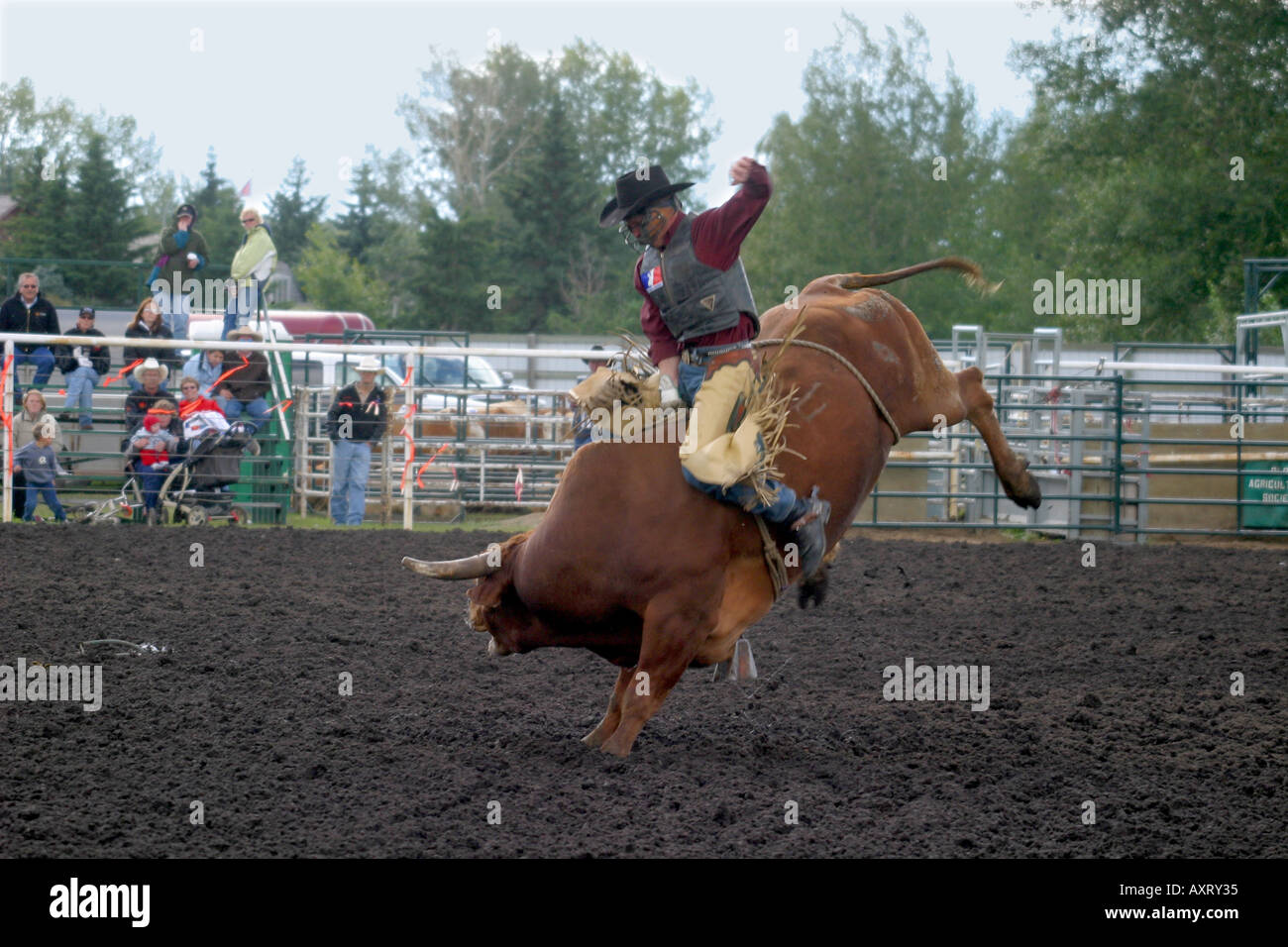 BULL RIDING. Cowboys pitting their skills against rough and vicious ...