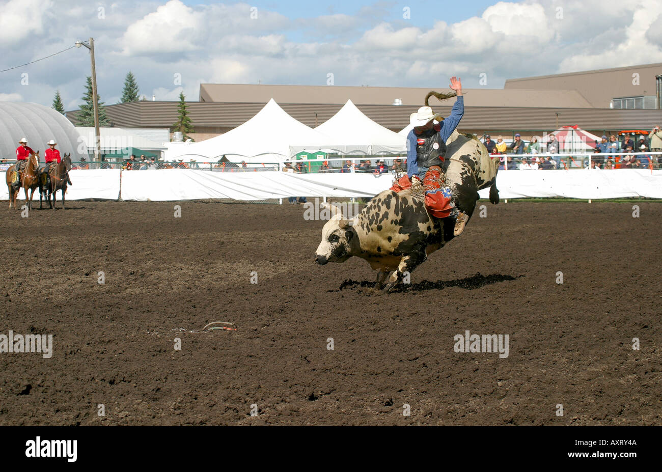 BULL RIDING. Cowboys pitting their skills against rough and vicious ...