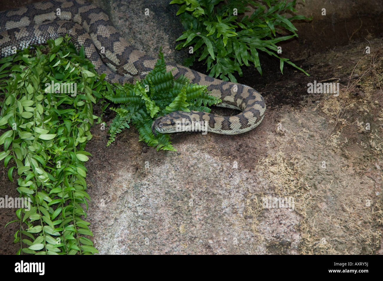 Snake in environment Stock Photo - Alamy