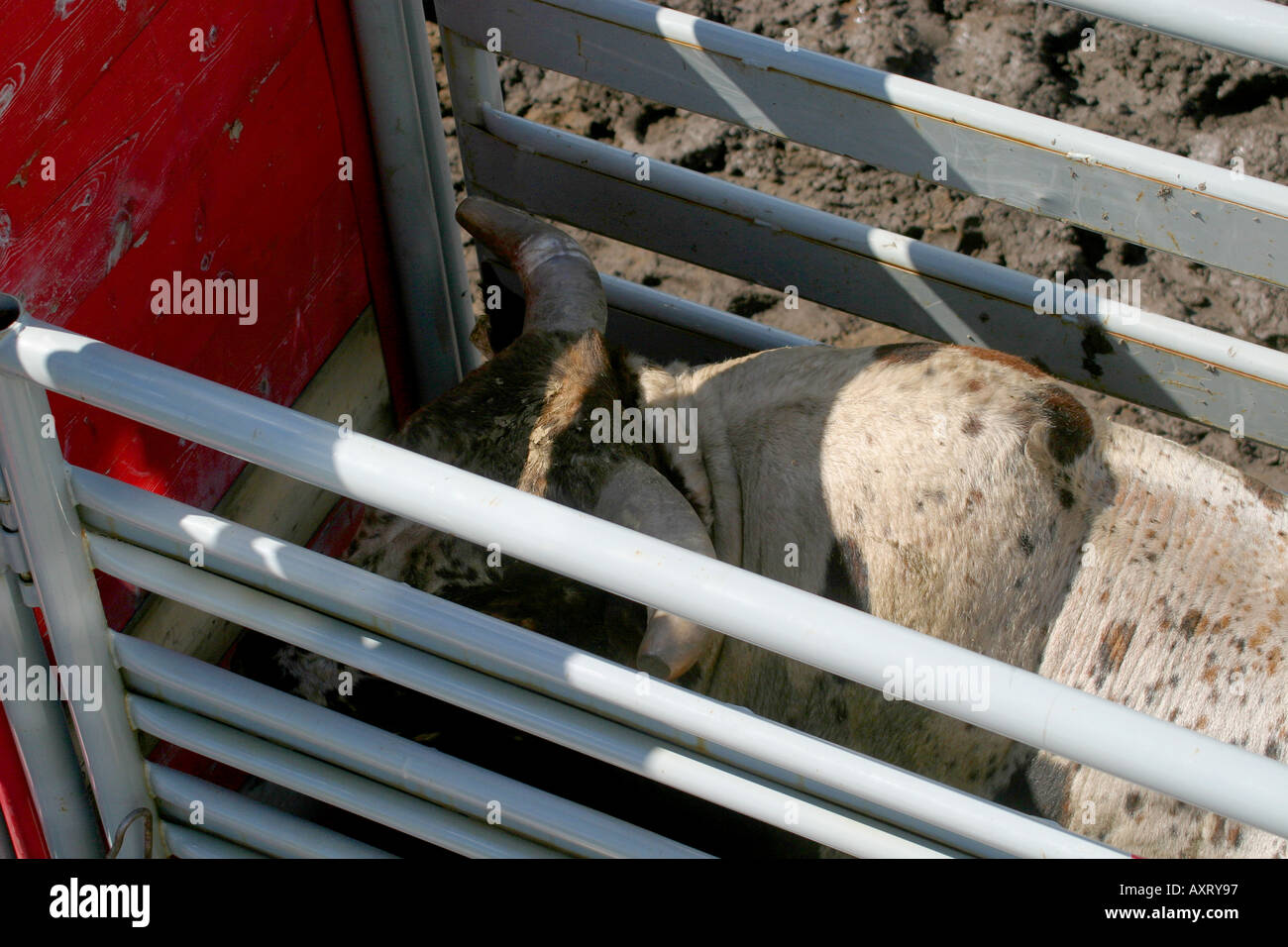 Rodeo, Alberta, Canada, The bull in a chute awaiting the rider Stock ...