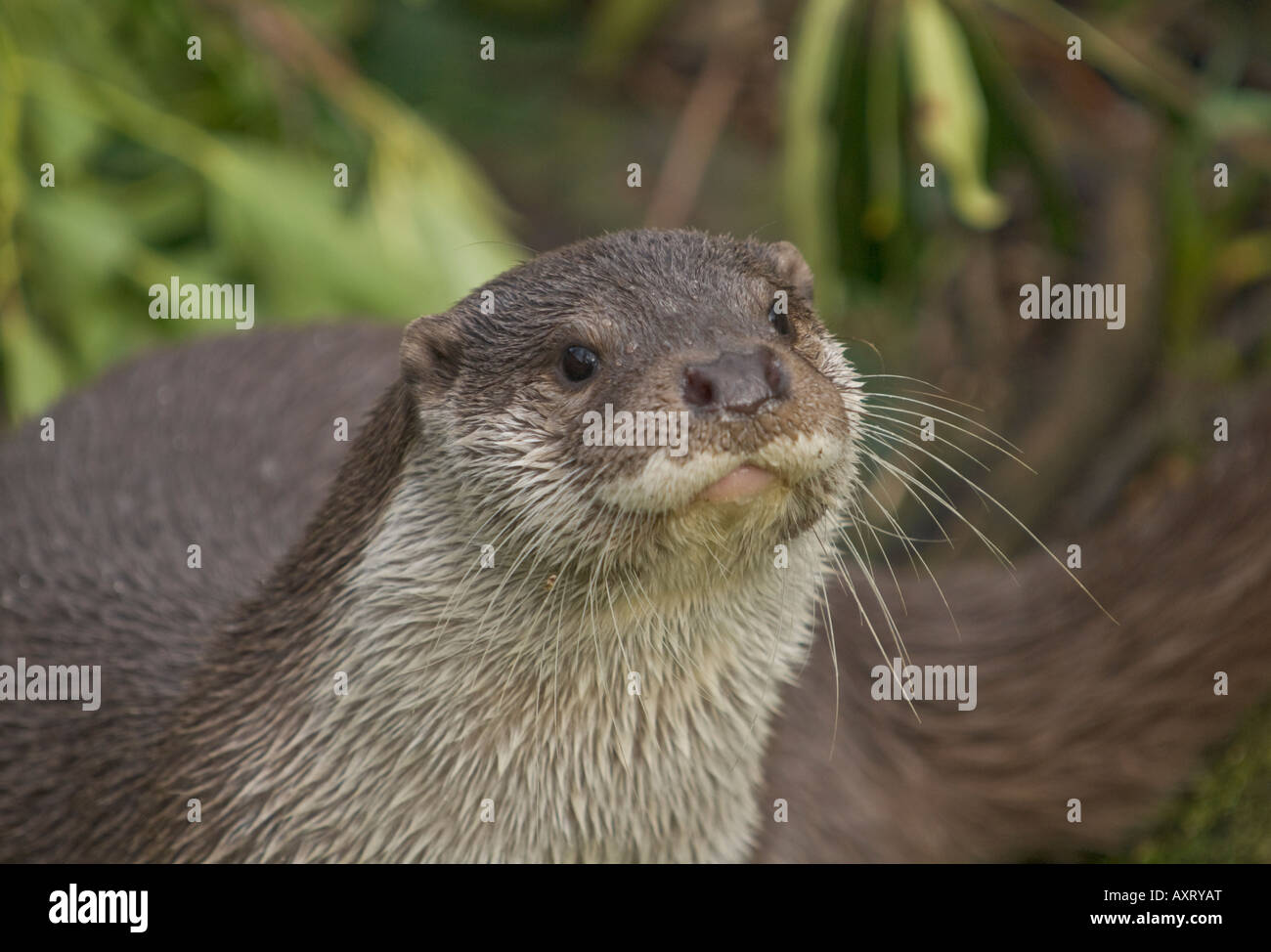 British otter cute lutra hi-res stock photography and images - Alamy