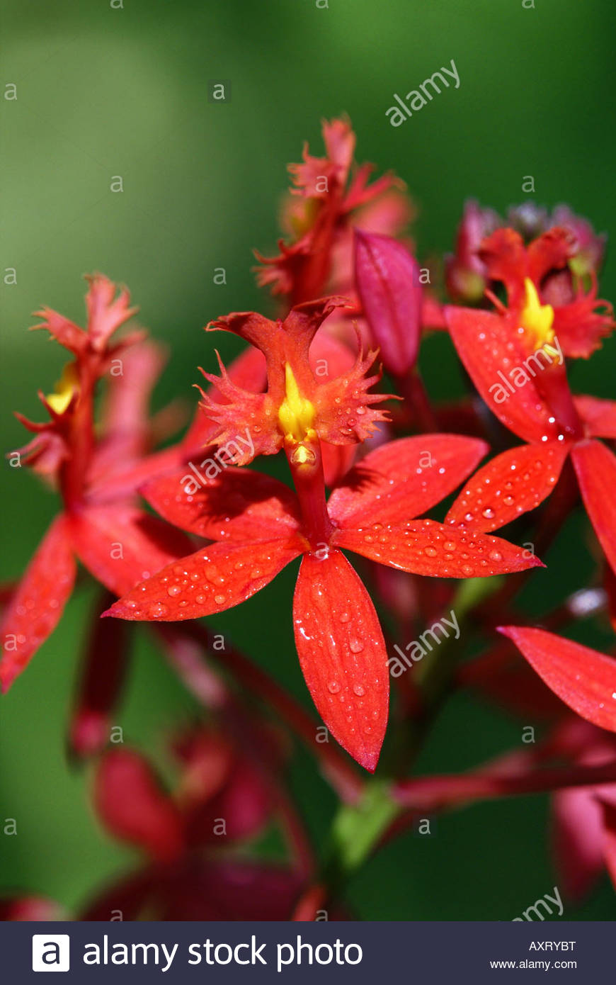 Epidendrum Ibaguense High Resolution Stock Photography and Images - Alamy