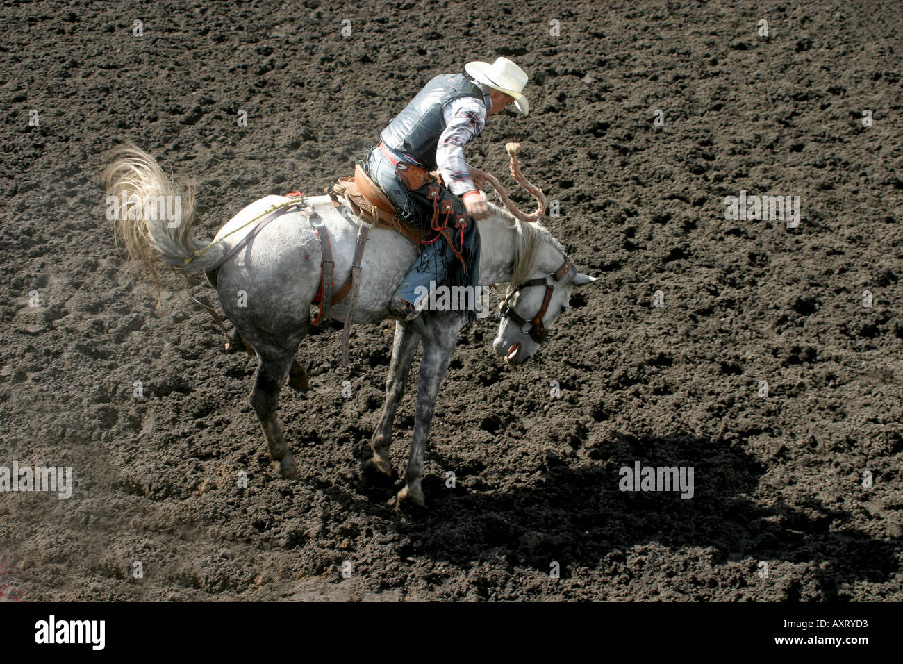 Rodeo, Stampede, Alberta, Canada, Bronco Riding Cowboy Stock Photo - Alamy
