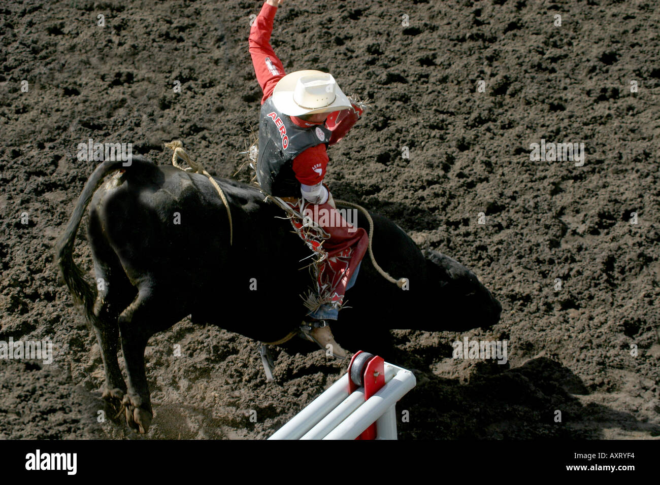 Rodeo, Alberta, Canada, Bull Riding, In the chute Cowboys pitting their ...