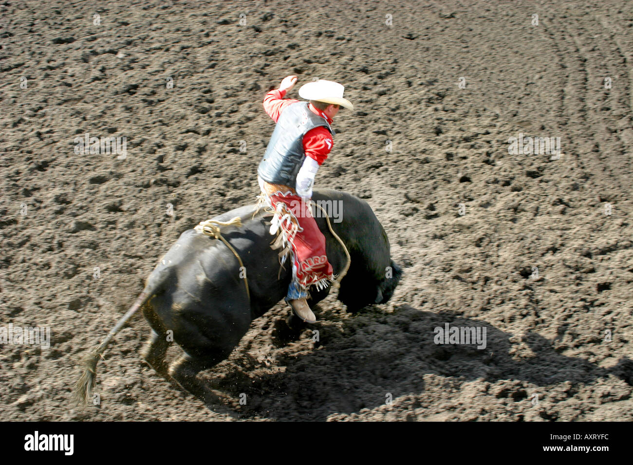 Rodeo, Alberta, Canada, Bull Riding, In the chute Cowboys pitting their ...
