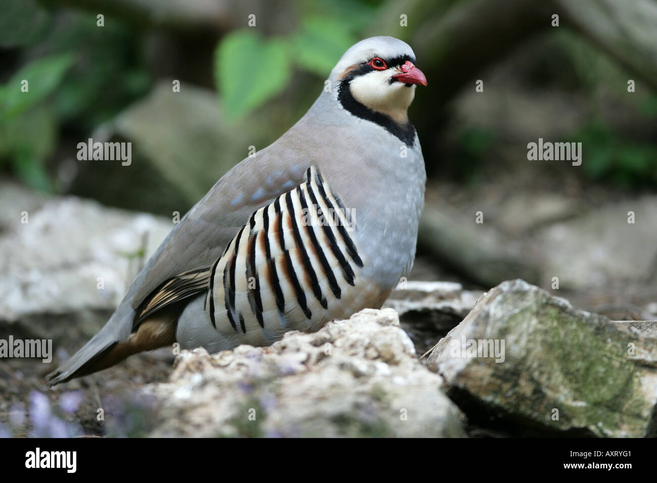 Chukar partridge - Alectoris chukar Stock Photo - Alamy