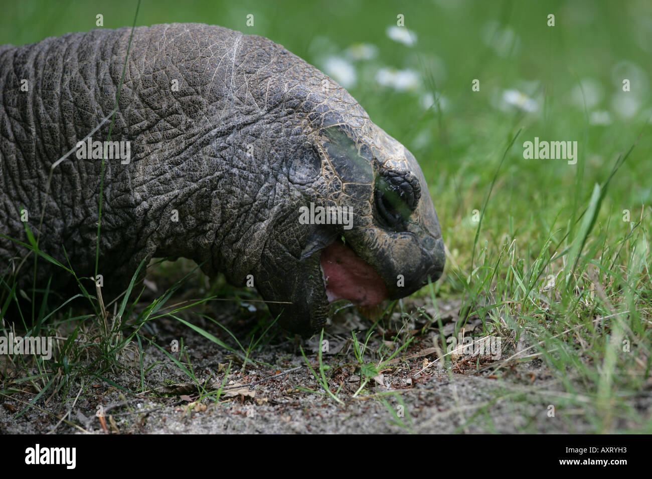 Aldabra riesenschildkroete geochelone gigantea hi-res stock photography ...