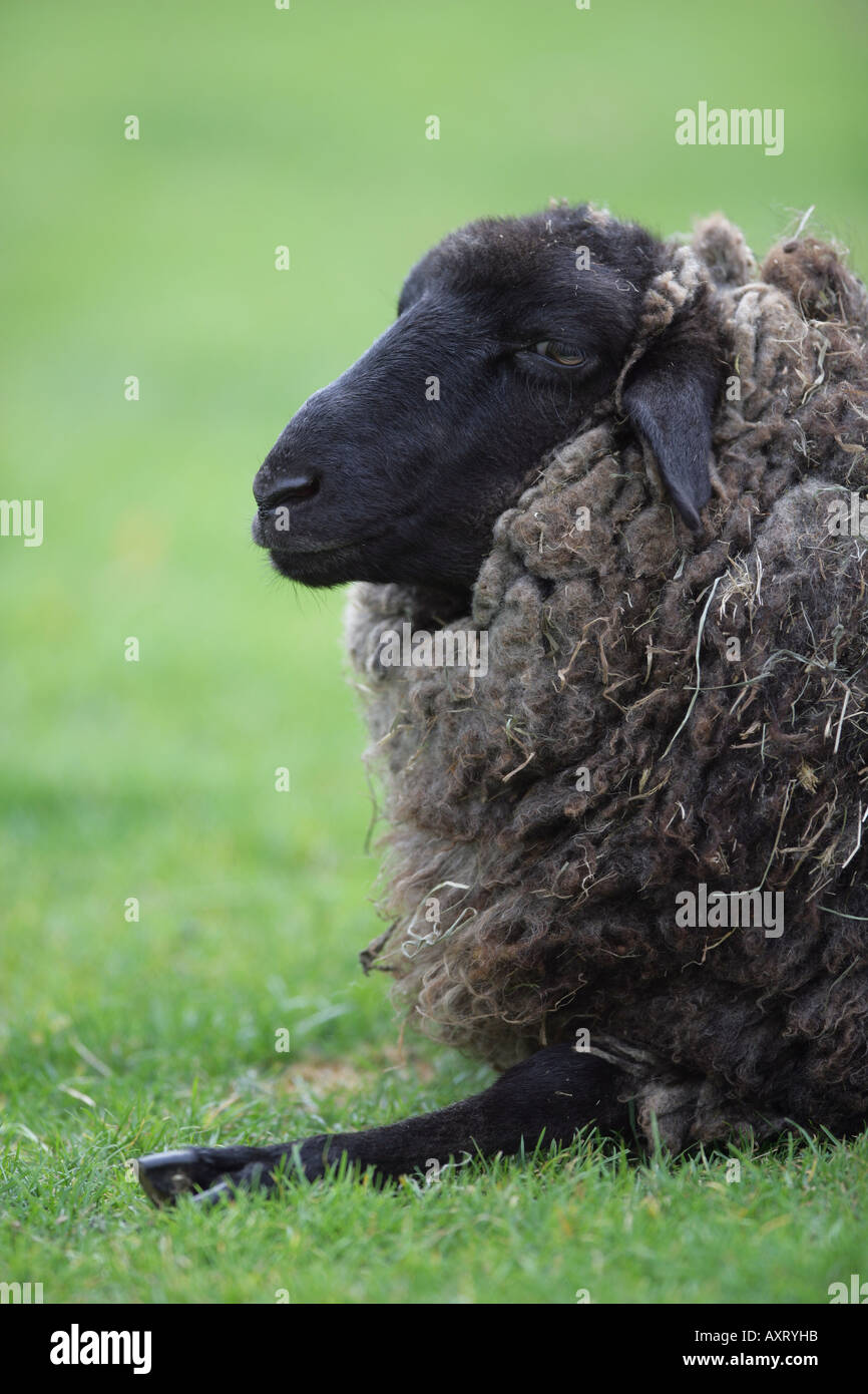 Species of sheep hi-res stock photography and images - Alamy