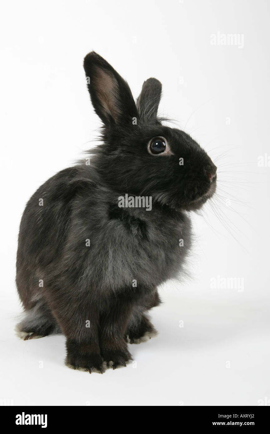 Black bunny close up hi-res stock photography and images - Alamy