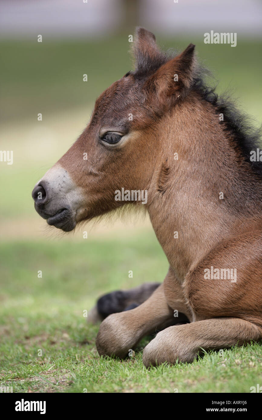 The british pony hi-res stock photography and images - Alamy