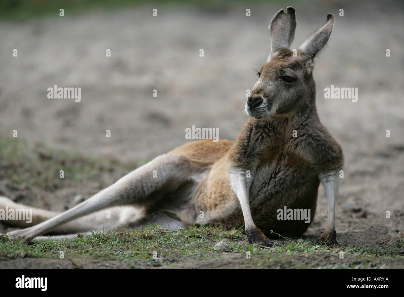 Red Kangaroo - Macropus rufus Stock Photo - Alamy