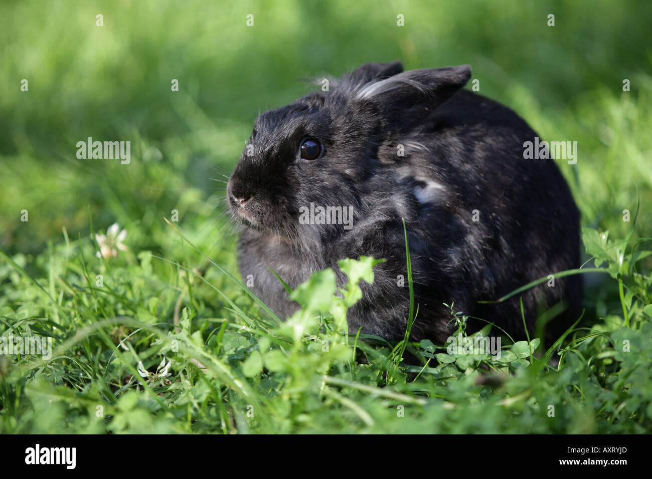 black Domestic rabbit Stock Photo - Alamy