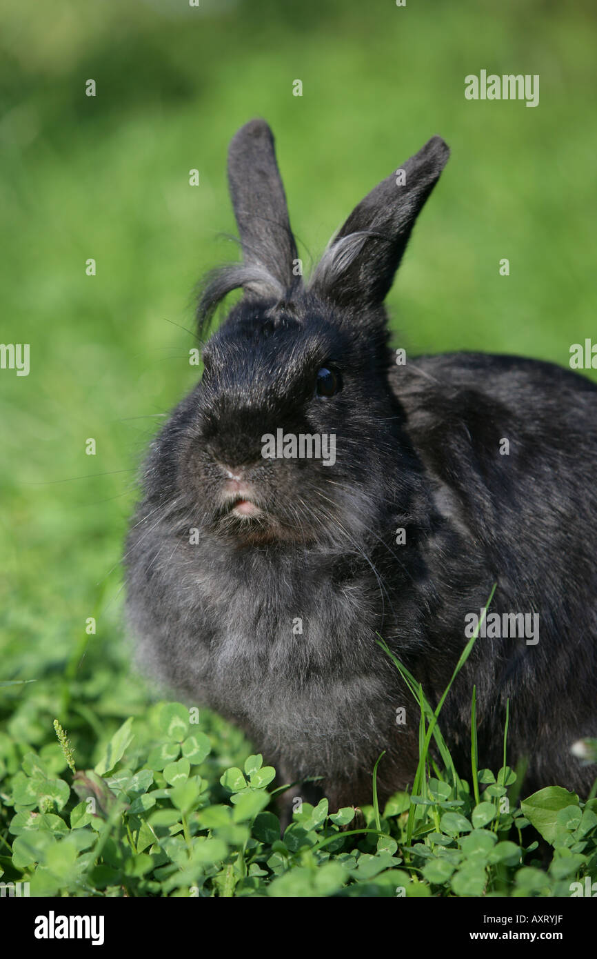 black Domestic rabbit Stock Photo - Alamy
