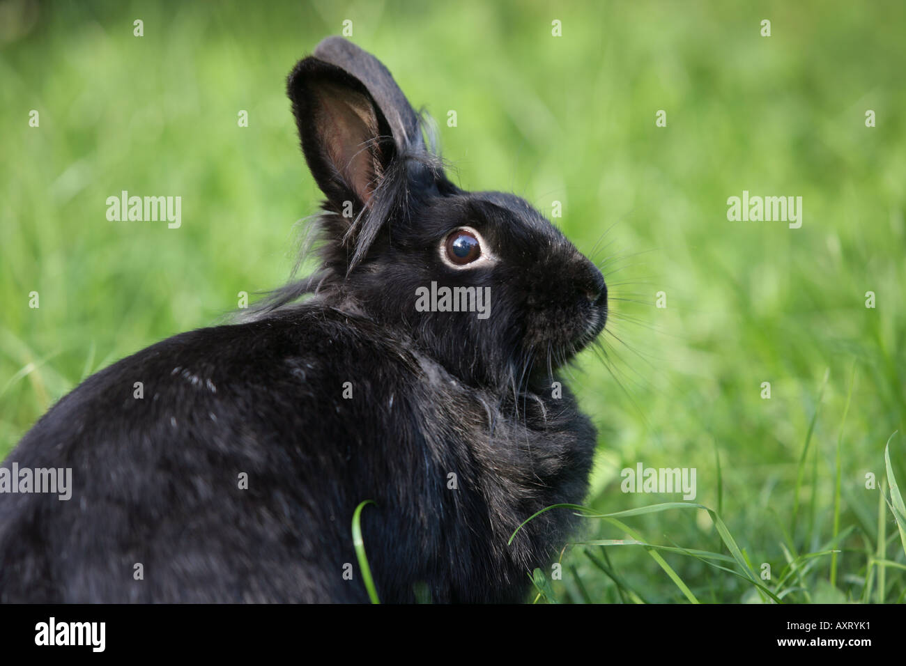 black Domestic rabbit Stock Photo - Alamy