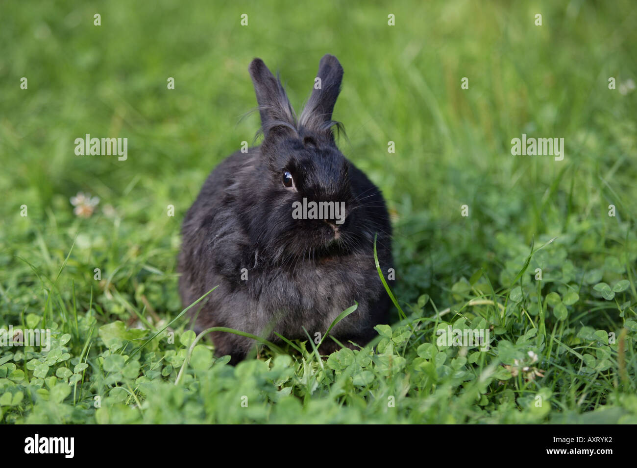 black Domestic rabbit Stock Photo - Alamy