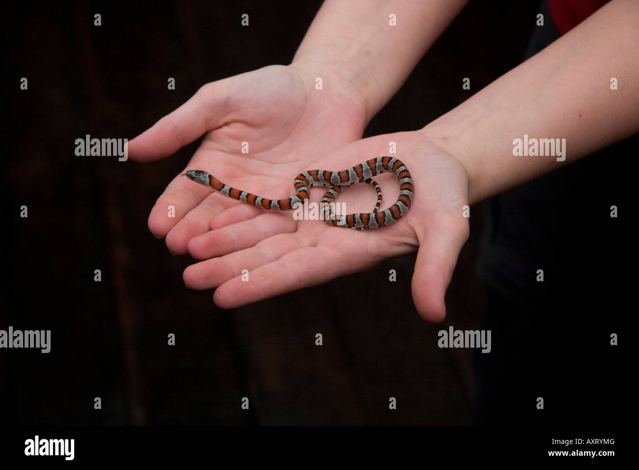 hands hold snake Stock Photo - Alamy