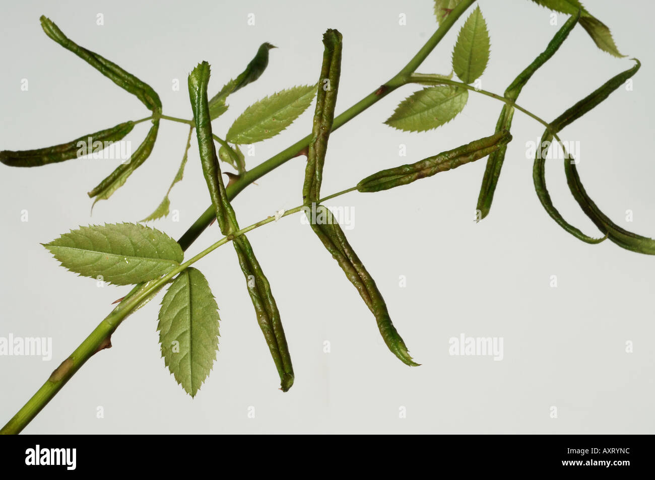 Rose leaves tightly rolled after egg laying by leaf rolling rose sawfly ...