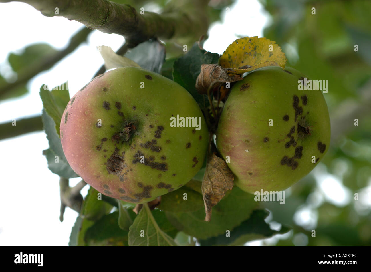 Apples With Scab High Resolution Stock Photography and Images - Alamy