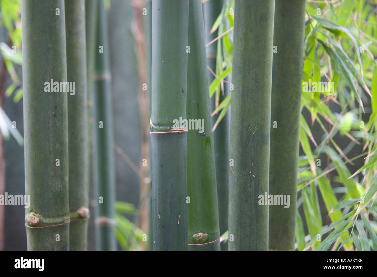 Bamboo like stems hi-res stock photography and images - Alamy
