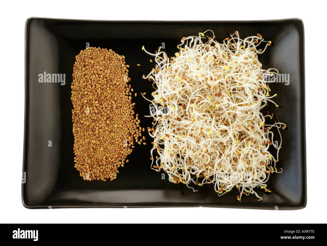 Alfalfa seeds and alfalfa sprouts in oblong black dish Food still life ...