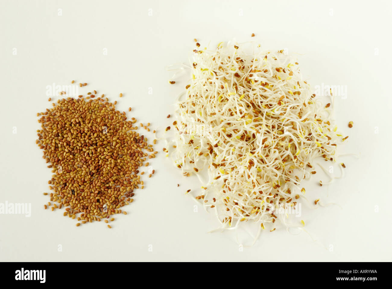 Alfa Alfa seeds and Alfa Alfa sprouts Food still life Stock Photo - Alamy